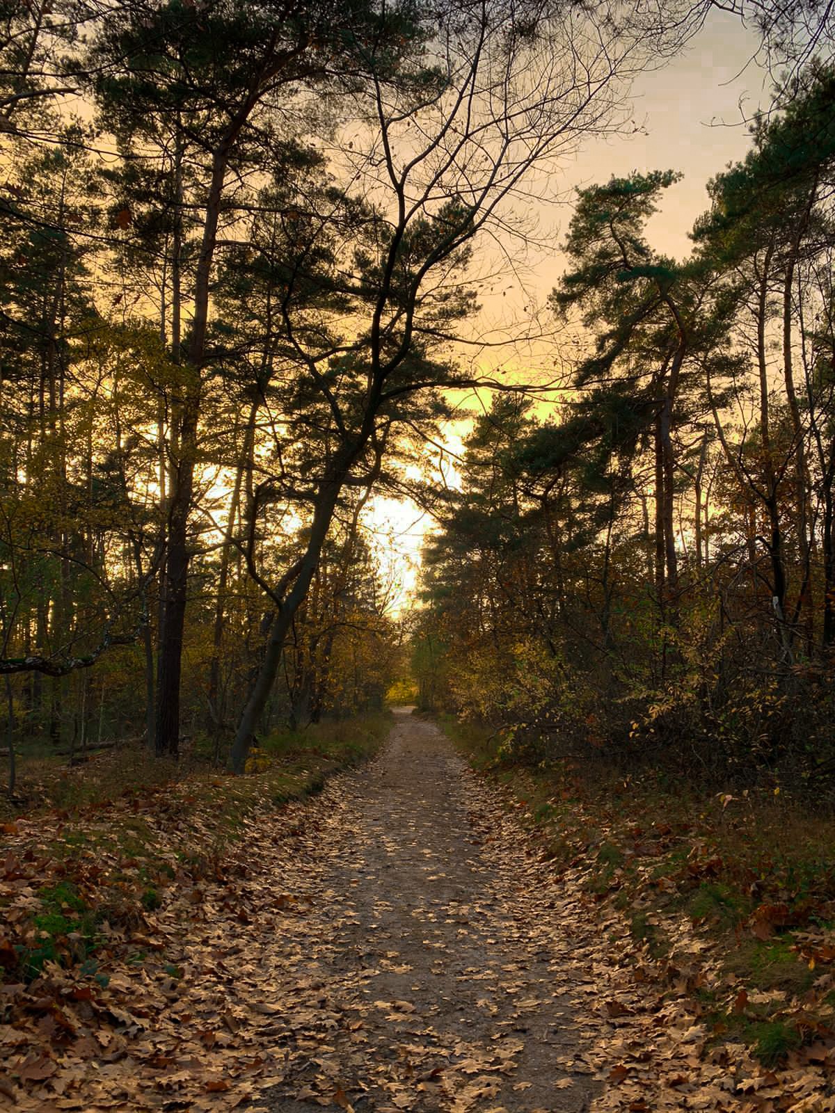 Wandelen in de Brunssummerheide: Het grootste heidergebied in Limburg!