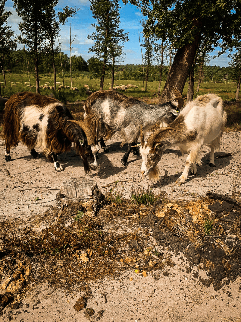 Wandelen in de Brunssummerheide: Het grootste heidergebied in Limburg!