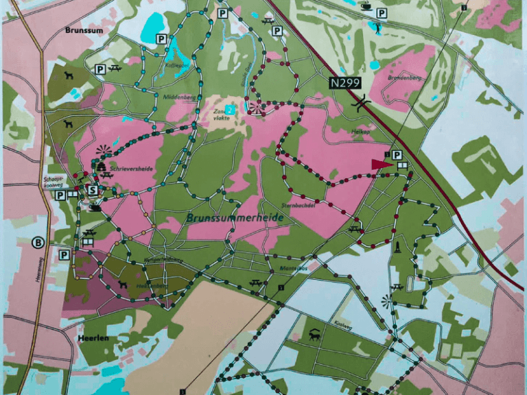 Wandelen in de Brunssummerheide: Het grootste heidergebied in Limburg!